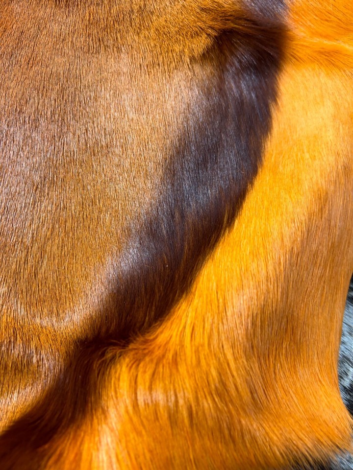 Dyed African Deer Skin Assorted dyed colors African springbok antelope ...