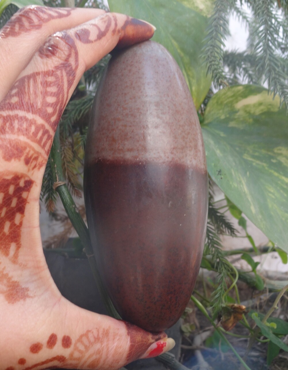 Rare Shiva Lingam Stone from Narmada River India Narmadeshwar Shivling ...