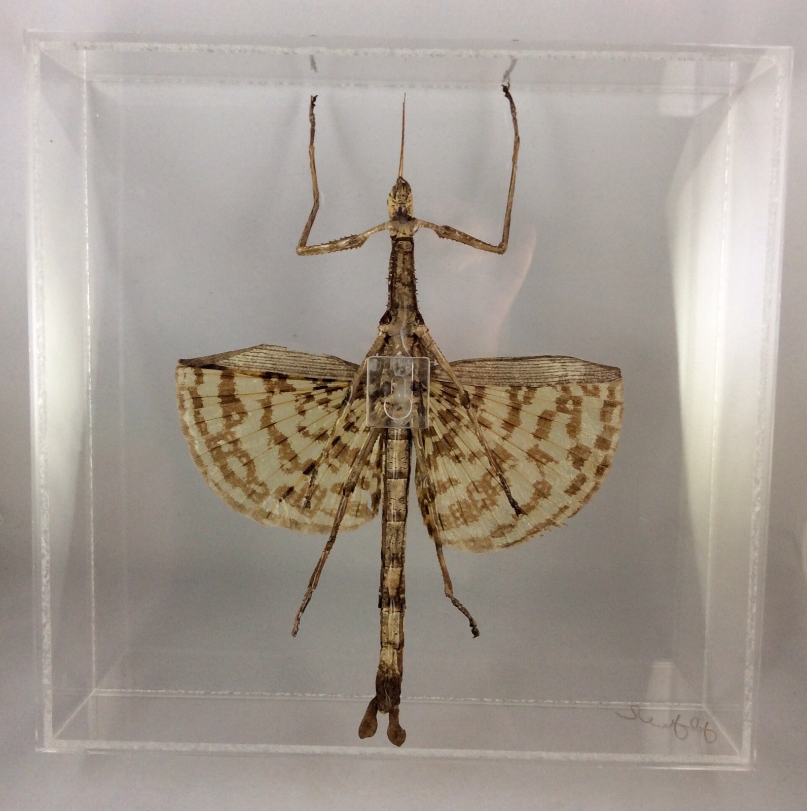 Real Framed Phasma Gigas Leopard Winged Walking Stick Mounted in An ...