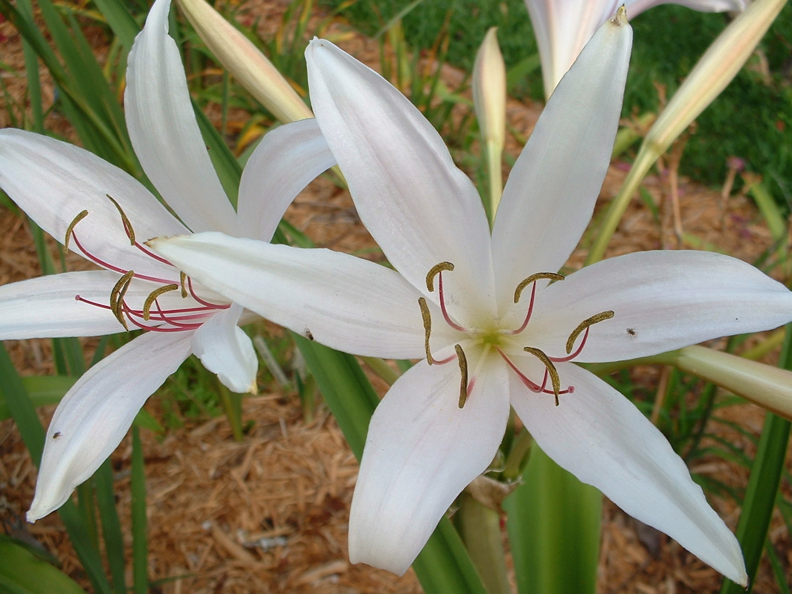 Crinum Lily, eboraci, Twelve Apostles, jumbo, blooming-size bulb, NEW ...