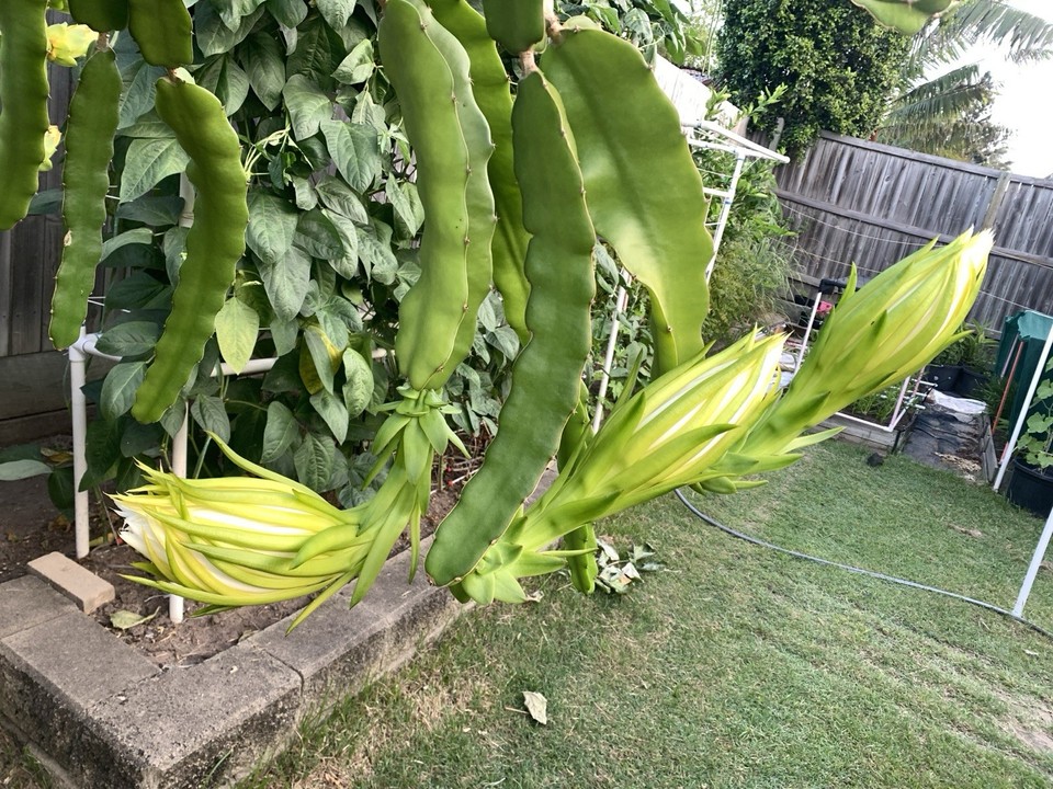 Yellow Dragon fruit Plant "Aussie Gold" Organically Grown - Backyard ...