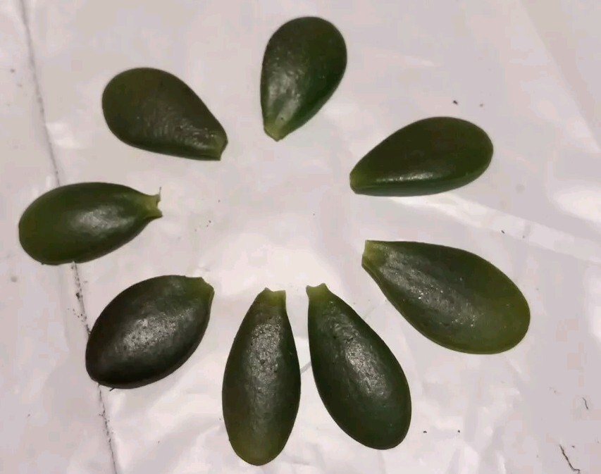 8X Jade Money Plant Good Luck Feng Shui Tree Crasula Indoor Succulent ...