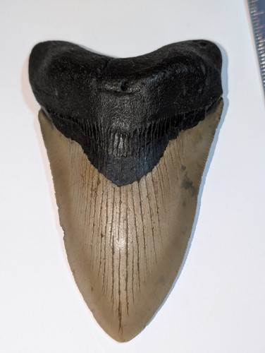 Huge & Authentic, 4.5 Inch Fossil Megalodon Tooth - Meg Ledge | eBay
