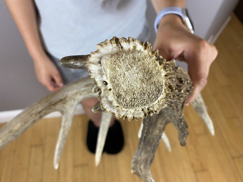 HUGE Whitetail Deer Antler Shed Wild Horns Elk Trophy Antlers Sheds ...