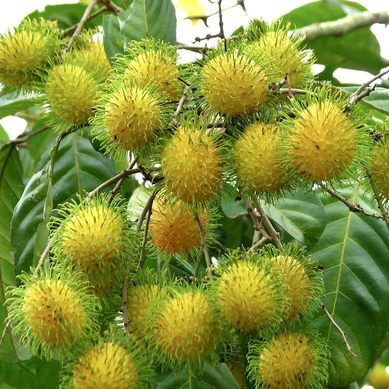 Rambutan Flower