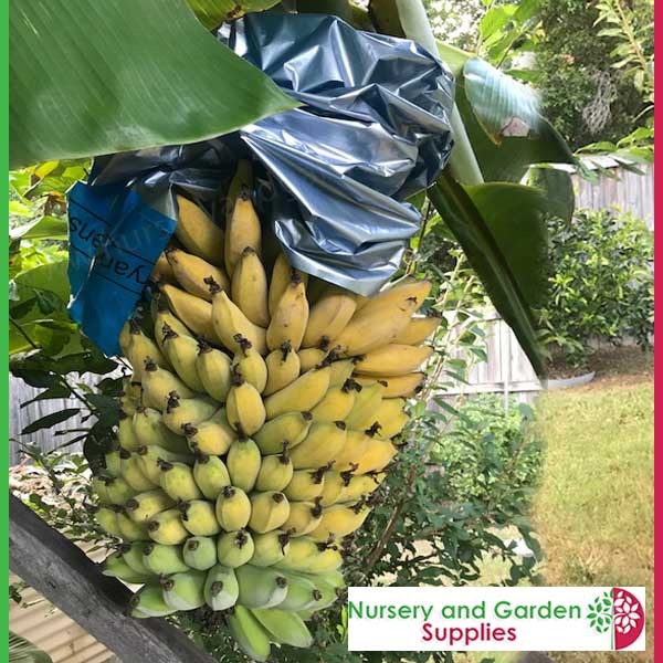 Banana Bunch Protection Cover - Qty 100 (ripening bag) - blue/silver | eBay