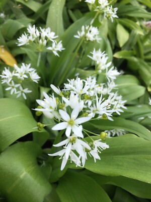 1 Wild Garlic Bulb - Shade Loving (Free UK Postage) | eBay UK