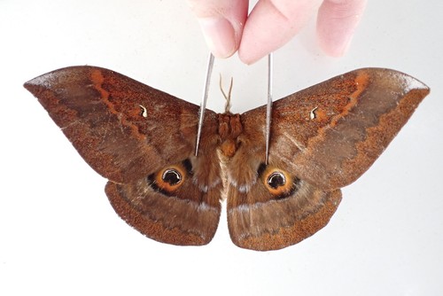 SA20186. Insects, butterflies: Salassa sp. North Vietnam. | eBay