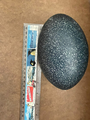 Collectible 5” Blown Emu Egg Shell Empty For Art Carving Eggery Crafts ...