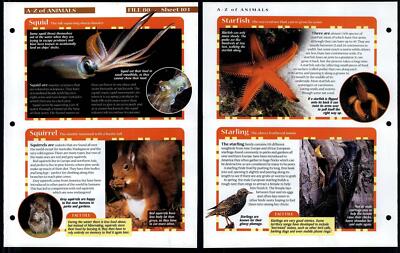 Squirrel - Starling #103 A-Z Animals, Animals, Animals Fact File Page ...