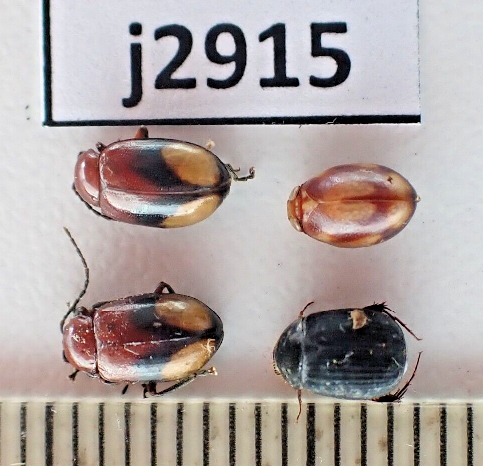j2915. Insects, Small insects sp. Vietnam, Lam Dong | eBay