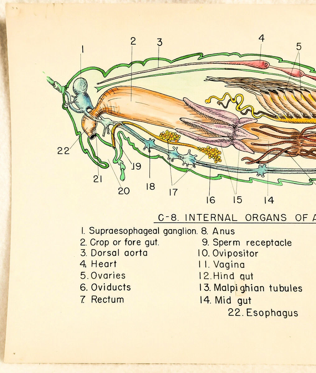 Internal Grasshopper Anatomy