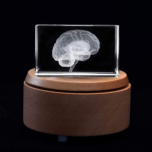 3D Human Brain Anatomical Model Paperweight(Laser Etched) in Crystal ...