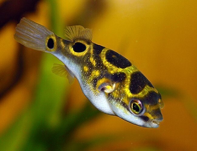 Figure 8 Eight Puffer 1” – Live Freshwater Aquarium Fish – Exotic Nano ...