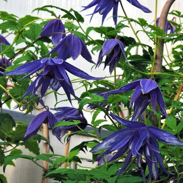 20 Blue Downy Clematis macropetala Hybrid Flower Seeds Climber Plant ...