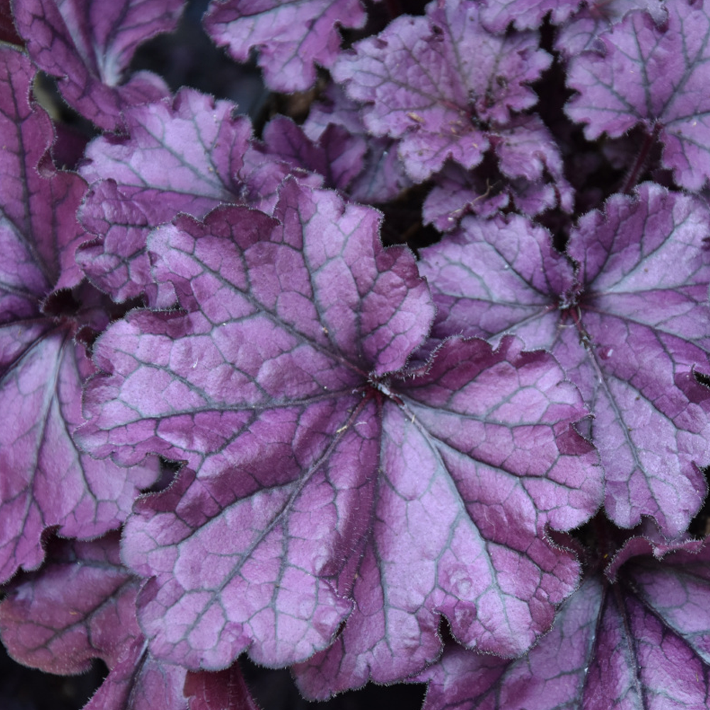 Heuchera Forever Purple Coral Bells Outdoor Perennial Garden Plants in ...