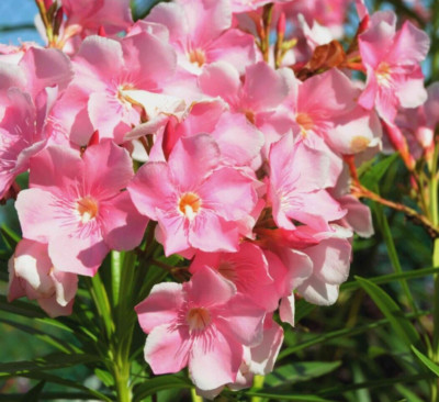 Oleander 7 PINK 6” Live Flower Plant Unrooted Live Cuttings Bush Shrub ...