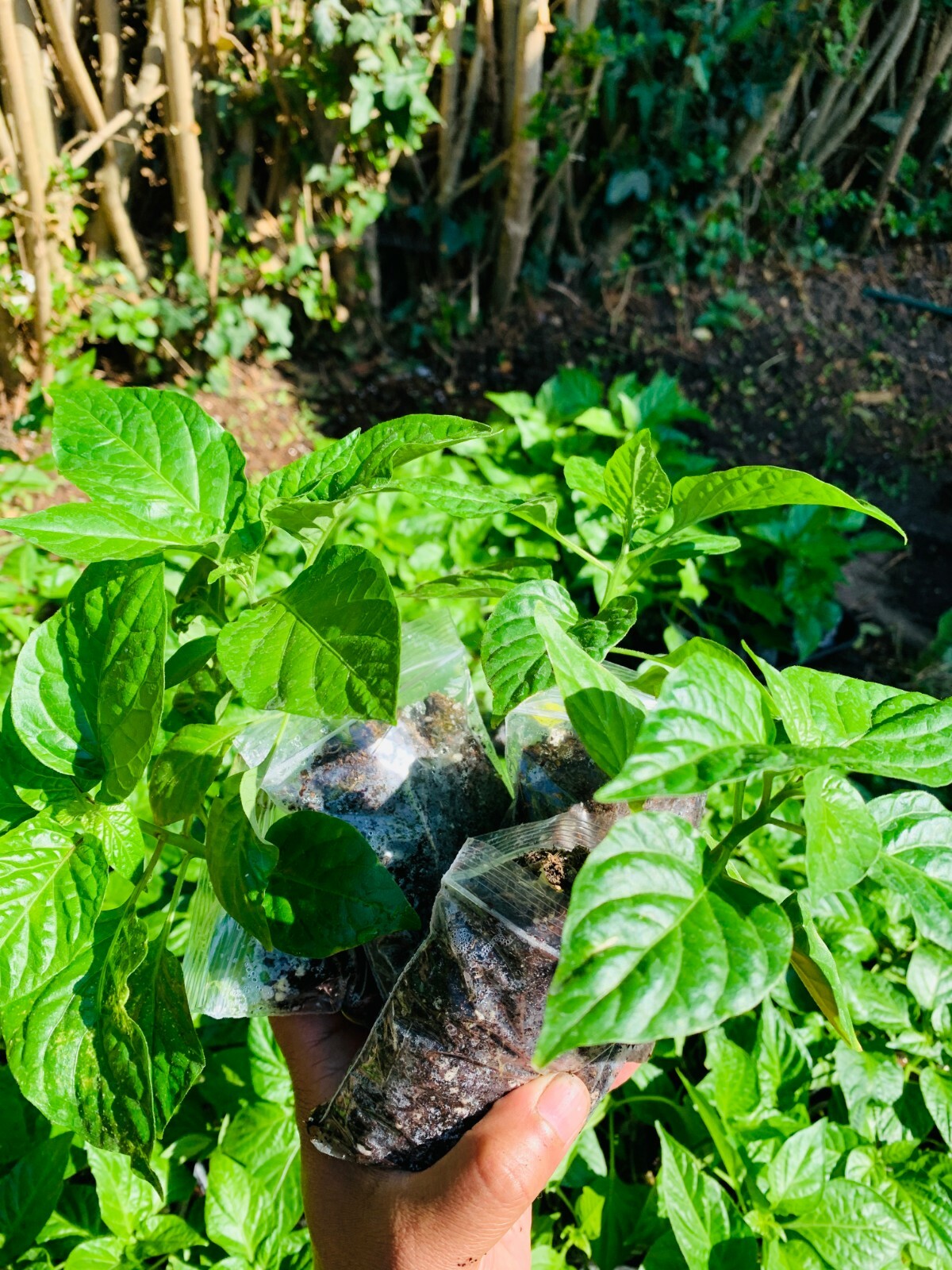 Naga Chilli Plants Naga Morich. 100% Genuine healthy Naga Plant Four ...