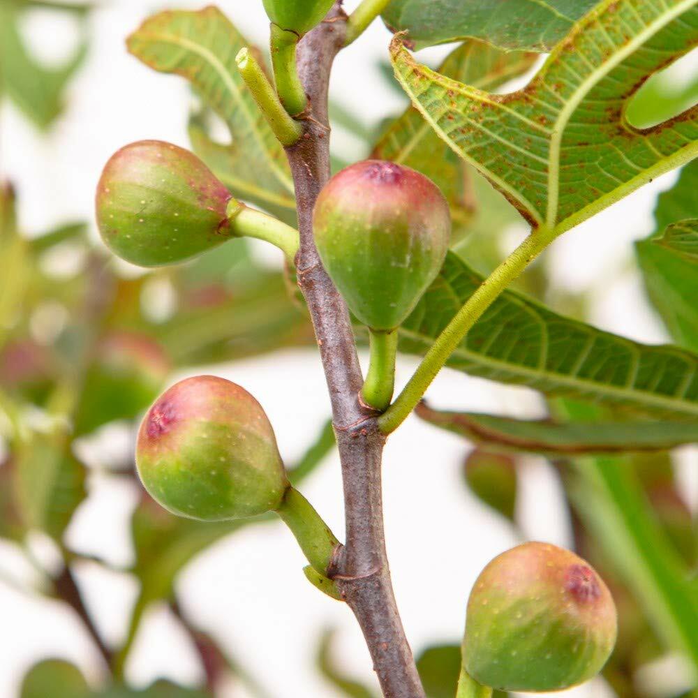Dwarf Fig Tree Hardy Garden Plants Fruiting Little Miss Figgy 1 x 9cm ...