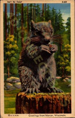 Vintage postcard Adorable Squirrel Greetings from Mercer Wisconsin | eBay