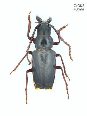 CeDK2 Cerambycidae Prioninae Dorysthenes hydropicus Hebei Qinhuangdao ...