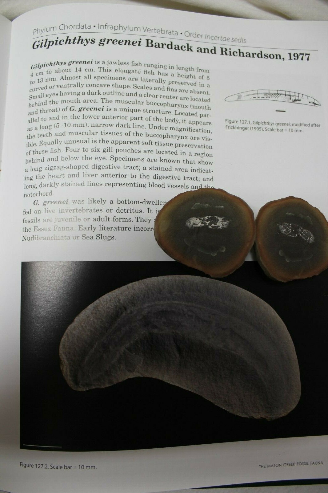 Mazon Creek Fossils Animal Fish Gilpichthys greeni I1 | eBay