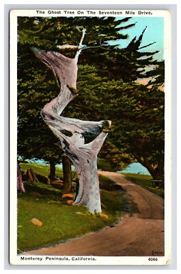 Postcard: CA Ghost Tree 17 Mile Drive, Monterey Peninsula, California ...