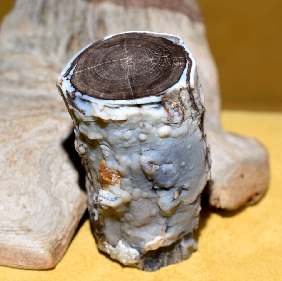 !WOW! Blue Forest Botryoidal Agatized Petrified Eocene Wood Tree Branch ...