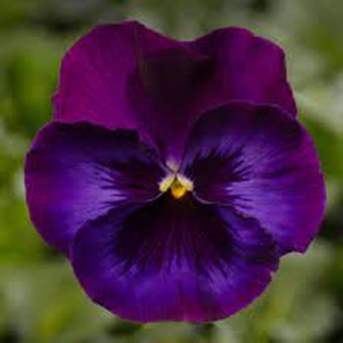 288 PANSY DELTA PRO CLEAR VIOLET Live Plants Plugs Garden Planters AV ...