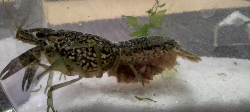 120+ BABY SELF CLONING CRAYFISH MEGA SALE | eBay