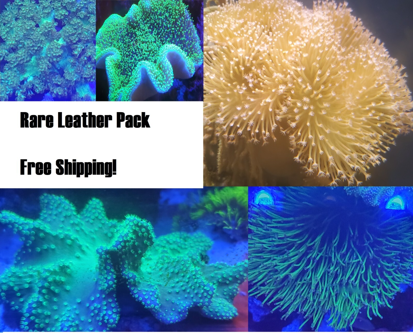 Super Rare Leather Frag Pack (Corals Colorful leathers polyps live reef ...