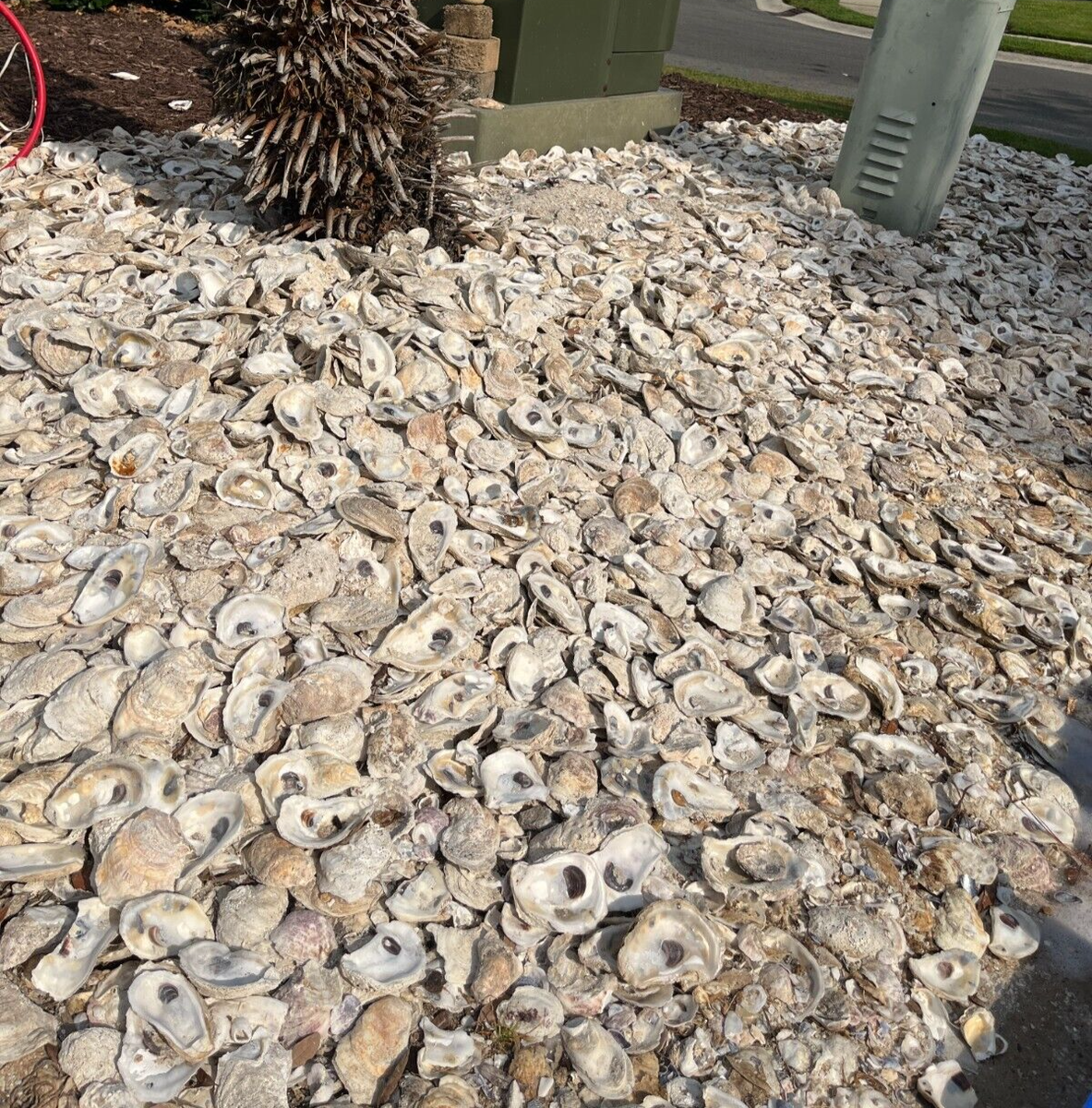 Crushed Oyster Shells For Landscaping