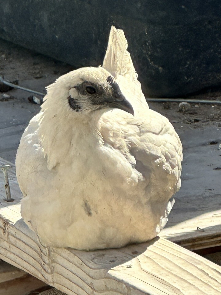 6 zombie chicken Ayam Cemani’s hatching eggs | eBay