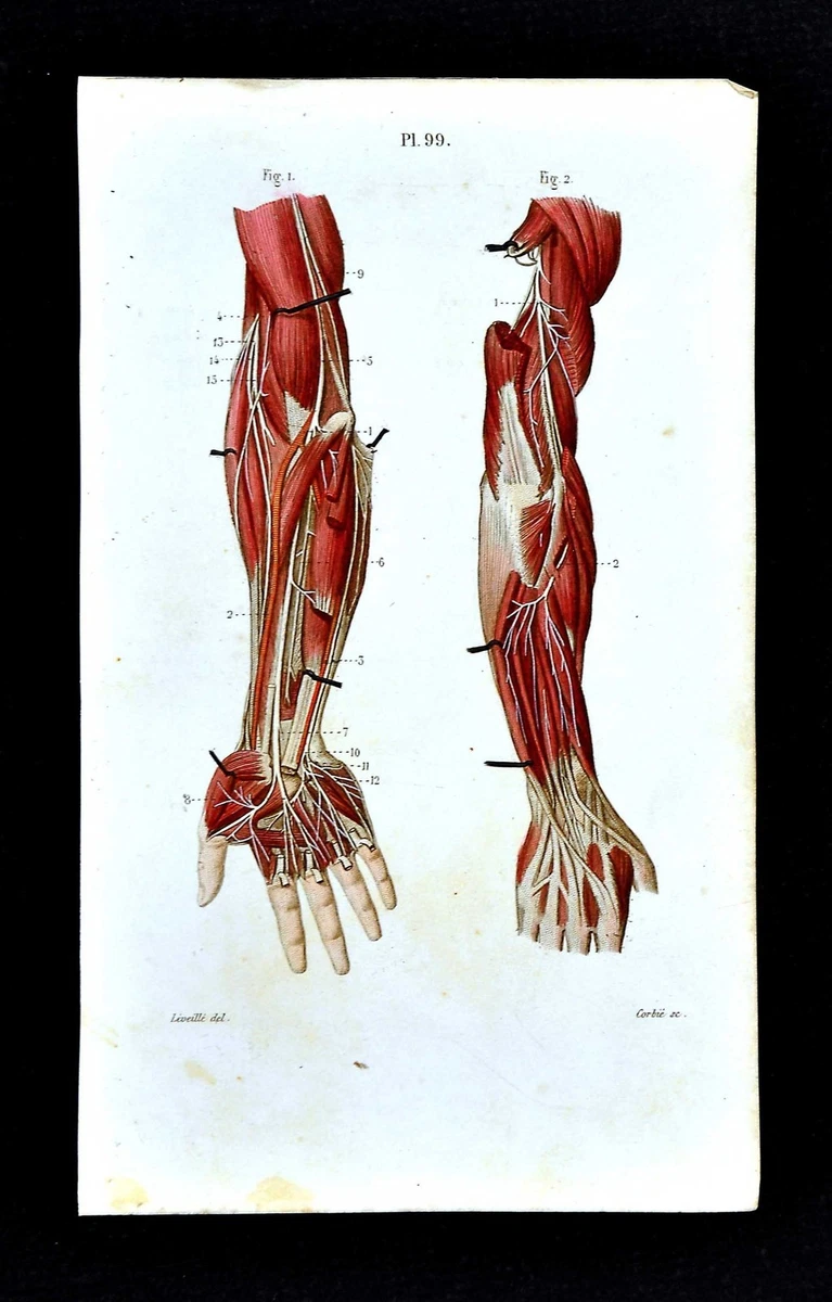 Human Nervous System Arm