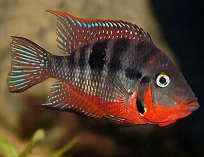 Red Freshwater Fish