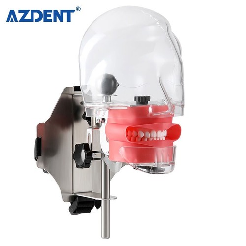 Dental Teeth Model Simulator Mannequin Teaching Student Training Head ...
