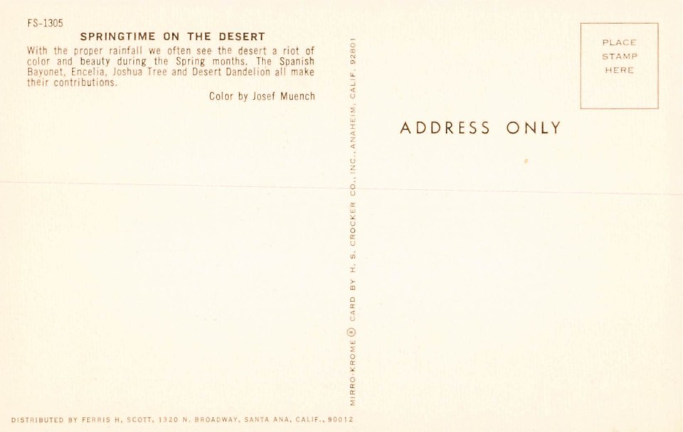 Springtime on the Desert Joshua Tree Muench Scott FS-1305 Postcard | eBay