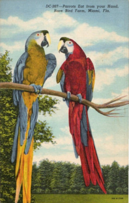 Miami Florida, Rare Bird Farm, Parrots Eat From Your Hand c1930s ...