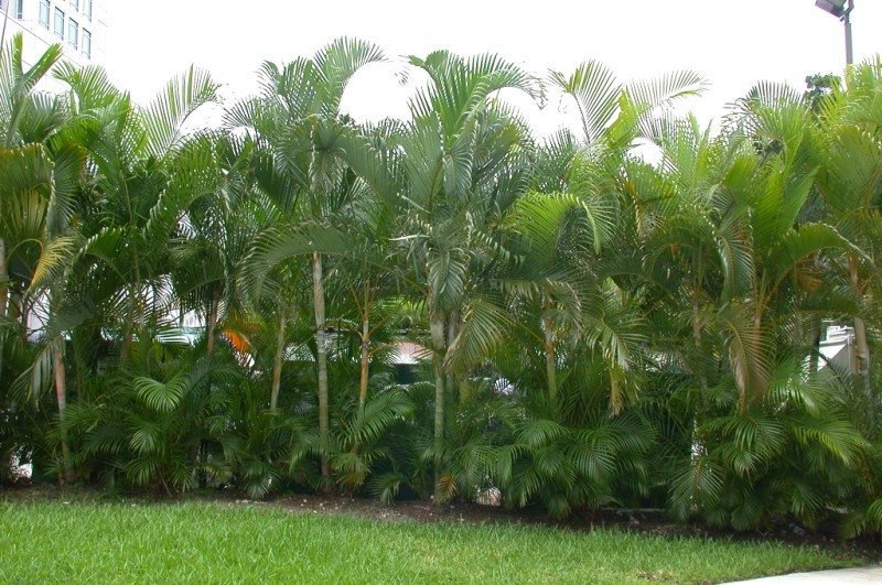 Areca Palm Hedge