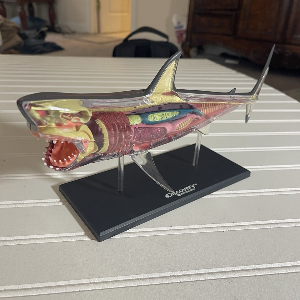 Discovery MINDBLOWN STEM 4D Shark Anatomy Interactive Marine Biology ...