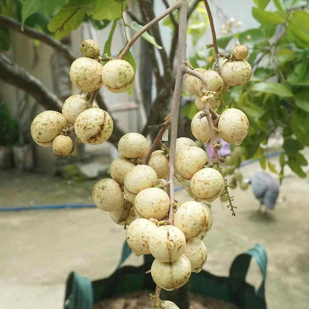 Longan Plant