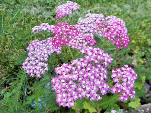 10+ Plants YARROW Achillea Hybrid - Firefly Amethyst - Perennial | eBay