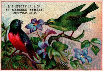 L. F. Sperry Grocery Emporium Victorian Trade Card, Birds, Flowers ...