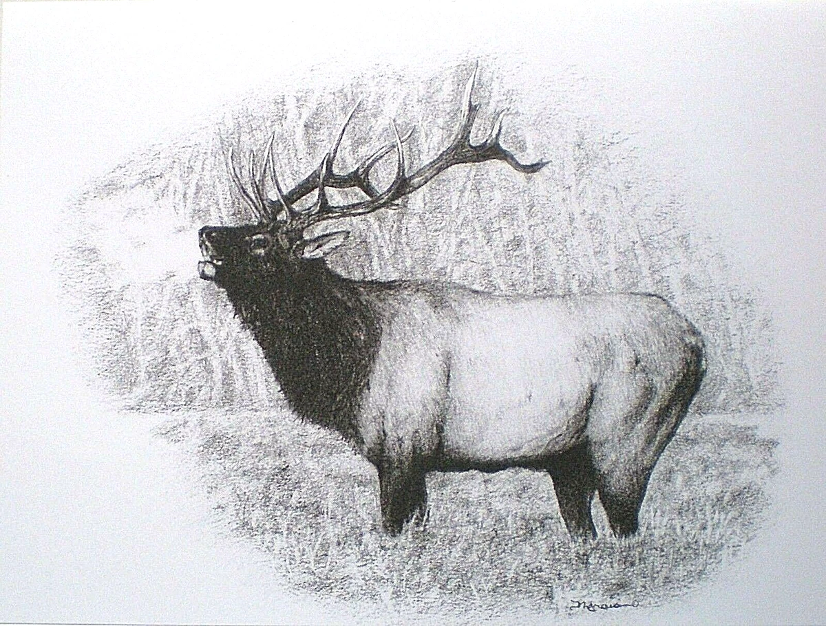 Elk Antlers Drawing