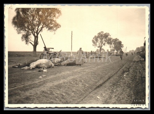 Photo, WW2, Russian Campaign, Dead Horses on Runway, L06L | eBay