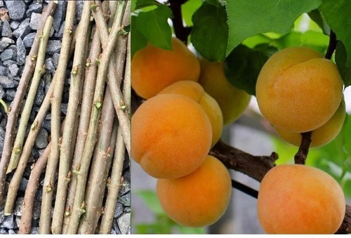 6 CUTTINGs apricot tree Temporao Vila Franca ARMENIACA ABRICOT Prunus ...