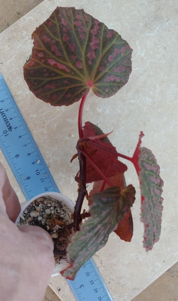 Begonia Super Chloro Plant ~~ Terrarium | eBay