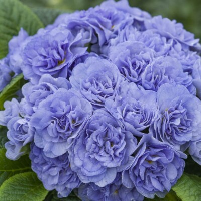 Double Primrose Primula Belarina Ocean blue 3 x plug plants | eBay UK