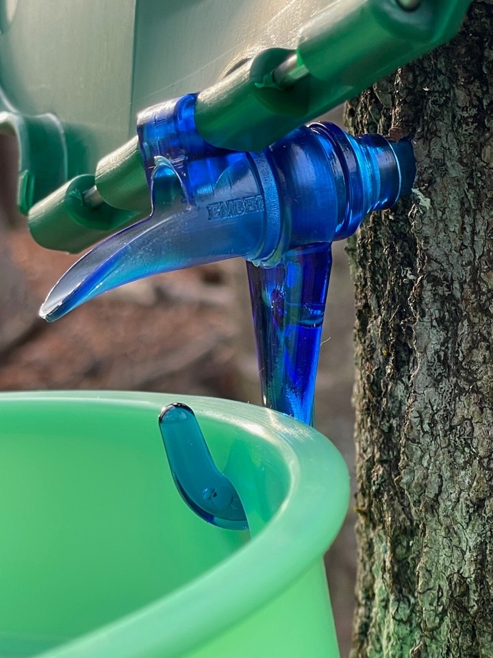 5 Blue Maple Syrup Tap / Spile for use with sap buckets FREE SHIPPING ...