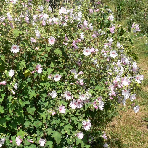 Lavatera 'Barnsley Baby'. Plug Plant x 6. Tree mallow, Dwarf shrub ...